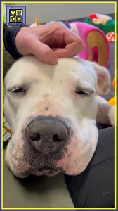 2.9K views · 176 reactions | Shhhhhh!!!! Ladybug's  dreaming of her loving new home, and we don't want to wake her up until you get here. Trust us, you're gonna love her.  Ladybug is 4 years old, she weighs around 70 pounds, and she is a staff and volunteer favorite. Adoptions for adult dogs are just $10, and we are open daily from noon-6pm. Check the comments or our link-in-bio for more info. | Williamson County Regional Animal Shelter | Facebook