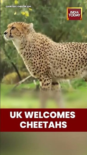 Chester Zoo Welcomes Rare Northeast African Cheetah Brothers | #unitedkingdom #wildlife #cheetah