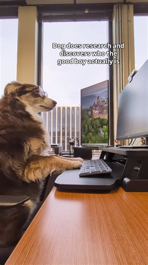 Kiba the Mini Aussie | Seattle on Instagram: "Mirror mirror on the wall, who is the goodest boi of them all? ..hmm guess it was me all along 🐶🐾 #australianshepherd australian shepherd | mini aussie | dog tricks | red tri australian shepherd | dog training | #aussiesdoingthings #dogreels #dogtricks"