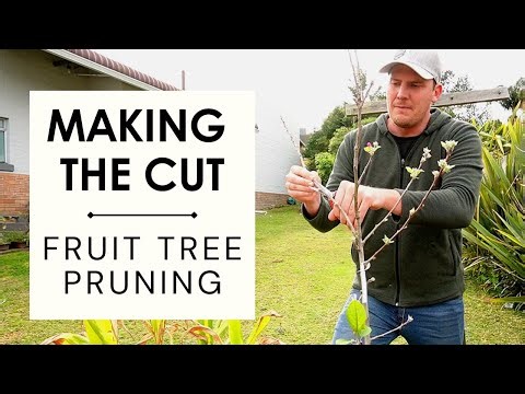 Pruning fruit trees in late winter: Urban Homestead Edition