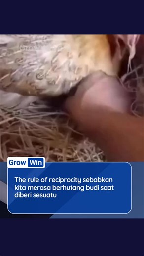 GrowWin Indonesia by Pak Win on Instagram: "‼️ Ketik 'BISNIS' di kolom komentar kalau kamu pengen belajar ilmu bisnis! Saat seseorang memberimu sesuatu, secara alami kamu merasa berhutang. Itulah aturan reciprocity. Dalam hubungan, ini bisa membuat orang bertahan di situasi yang tidak seharusnya karena merasa wajib membalas kebaikan. Dalam bisnis dan jaringan, memahami prinsip ini sangat kuat. Memberi nilai terlebih dahulu tanpa meminta balasan justru membangun goodwill dan kepercayaan yang dala