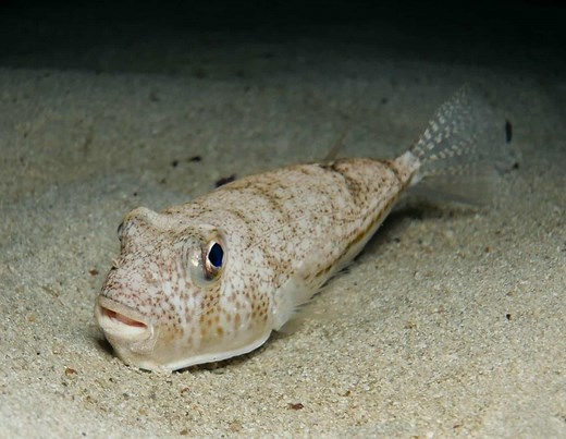 Japan’s Pufferfish Build Stunning Underwater Sand Circles
