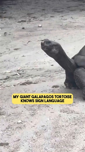 1.9K views · 69 reactions | Does your giant tortoise know sign language?  . . . . . #tortoises #aldabratortoise #tortoiselovers #rareanimals #babytortoises #aldabraofinstagram #reptilekeeper #reptilelover | Florida Iguana and Tortoise Breeders | Facebook