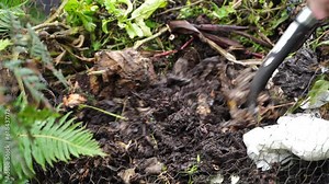Turning a compost pile with a fork on a regenerative agriculture farm in Australia