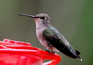 Fascinating Hummingbird Facts