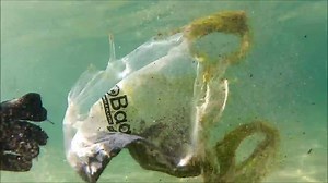4.6K views · 143 reactions | Snorkelling in Sydney Harbour I saw a bit of plastic under the sand..... Time for Australia to end plastic bag pollution for good! #BanTheBag #NoMoreExcuses Mark McGowan Gladys Berejiklian #waronwasteau #noexcuseforsingleuse #PlasticPollutes | Two Hands Project | Facebook