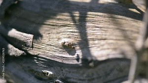 Ants are related wasps and bees, evolving from wasp-like ancestors in the Cretaceous period, about 140 million years ago, and diversified after the rise of flowering plants