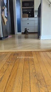 😍😍 | Cat Addicted