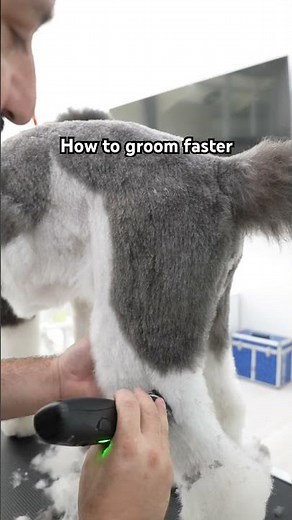 How to groom a dog with clippers #grooming
