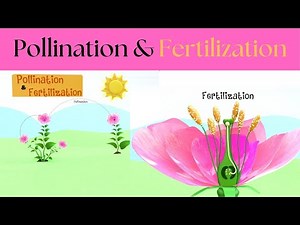 Pollination & Fertilization for Kids | Pollination & Fertilisation Explained