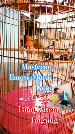 masteran Murai batu #Isian kataem jingjing