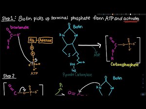 Pyruvate Carboxylase Enzyme Mechanism | Biochemistry