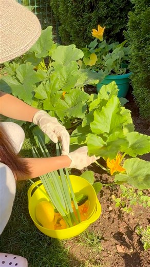Harvesting fresh zucchini and butternut squash flowers straight from the garden! 🌼🥒🍂Can’t wait to fry these up—simple, seasonal, and so delicious! 😋🌿 #GardenToTable #EdibleFlowers #ZucchiniBlossoms #FreshHarvest | Che Thompson