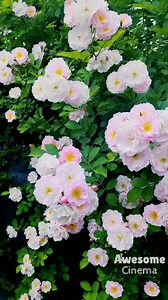 1.2M views · 4K reactions | Colorful Rose Flowering in the New Year! | New Cinema 2019 | Facebook