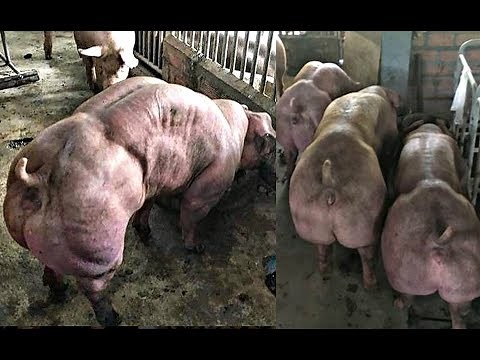 Muscle Mutated Pigs