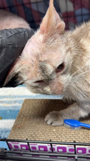 She may look a little rough around the edges, but that sparkle in her eyes says it all — our beautiful Elsa is feeling so much better! 💛 She’s officially off all pain medications and now only taking her skin and FIP treatments. She’s eating wonderfully, gaining strength, and once again seeking out attention and love. 🥰 We’re taking it day by day and continuing to monitor her weight, but we are so proud of how far she’s come. Soon her fur will grow back and she’ll shine even brighter — because 