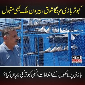 136K views · 5.8K reactions | کبوتر بازی ایک مہنگا ترین شوق جو...