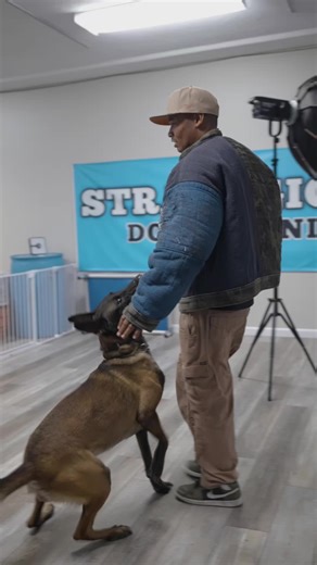 Marker training with Courage 🐾 This is how we build understanding, confidence, and communication — one clear rep at a time. No filters. No fluff. Just real training. #StrategicK9Training #DogTrainingEducation #MarkerTraining #BoardAndTrain #RealDogTraining