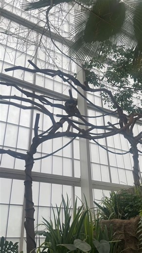 Step into the Cloud Forest Trek—an immersive exhibit inspired by high-elevation rainforests where mist hangs low and biodiversity thrives. 🌿 Here, you might spot a slow-moving sloth, colorful free-roaming birds, tiny frogs, and even a pudu—the world’s smallest deer species. It’s a little wild. A little magical. And totally unforgettable. #DWAAquarium #CloudForestTrek #SlothSpotting #Pudu #WildlifeConservation #RainforestVibes | The Dallas World Aquarium