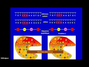 Les effets des mutations
