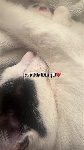 aw nyan nyan baby Luna