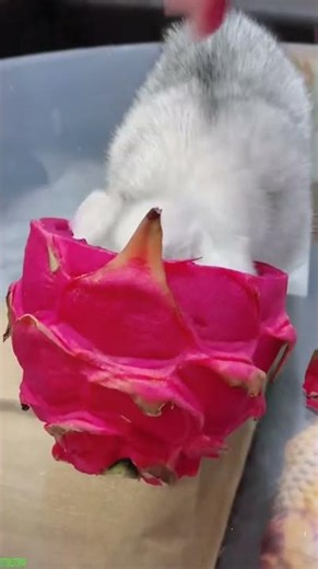 Funny Cat 😹 Cat videos Compilation 🐕 # #8847