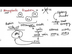Nitrogen Fixation : First stage of Nitrogen cycle