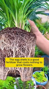 How to use eggshells properly #garden #gardening #plants #planting #planthacks #gardenhacks #gardeningmakemehappy #gardeningtips #gardeningideas #gardeninspiration #gardenlove | Gardenning Moment