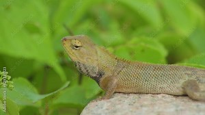 Close up side view changeable lizard (Calotes versicolor) stand on a rocky stone. Wildlife green lizard or iguana reptile.