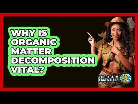 Why Is Organic Matter Decomposition Vital? - Ecosystem Essentials