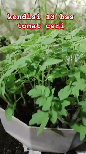 kondisi 13 hss tomat ceri #shorts
