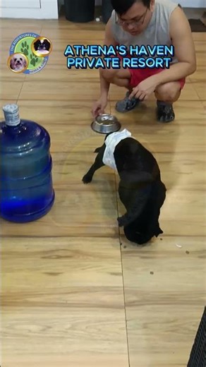 ATHENA'S HAVEN PRIVATE RESORT IN CALAMBA LAGUNA .... PET FRIENDLY AND AFFORDABLE