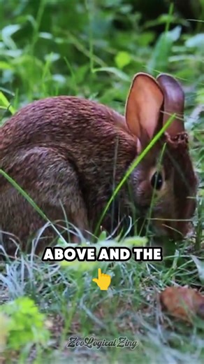 The Insane Eye Placement That Saves Rabbits #predators #survival #shorts