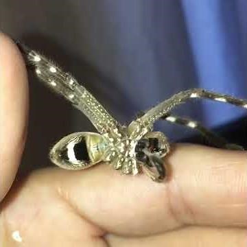 Mesmerising Footage Shows Spider Cleaning Itself