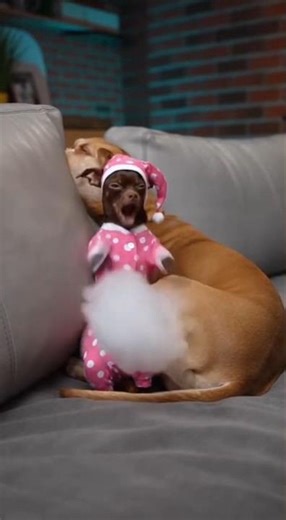 Explosive Fart Launches Chihuahua #chihuahua #funny #funnyanimals #pitbull