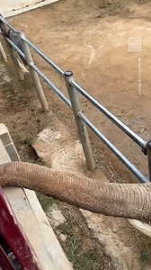 This elephant was up to the... tusk 🐘 The animal returned a child’s shoe after it fell into its enclosure in eastern China | NowThis