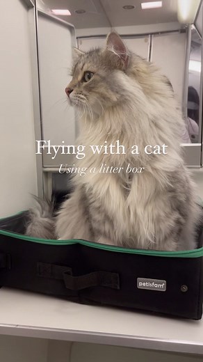 💩 on a plane with a cat: • Pack a portable litter box, liner, poop baggies, scoop, and sanitizing wipes in your carry-on • Bring your cat to the washroom when it’s less busy • Use the baby changing table • Give your cat time to stretch and adjust to the new space • Scoop whatever mess they make and sanitize the area before leaving #catsonaleash #pettravel #airplane