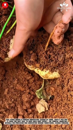 Jicama Harvesting Process #smartfarming #gardeningtips