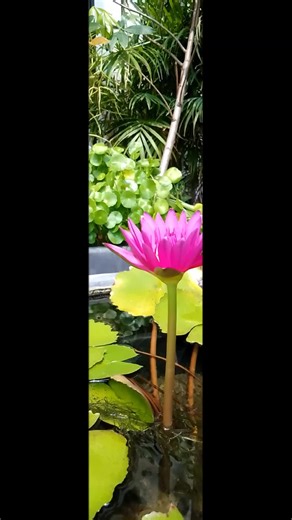 Body pampering spa #កំប្លែង #relaxing #tiktok #phnompenhcity #expartsiemreap #angkor_wat_of_cambodia_🇰🇭♥ #wellness #spa