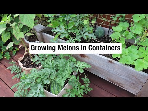 Growing Melons in Containers | Watermelons, Cantaloupe & Honeydew in Pots