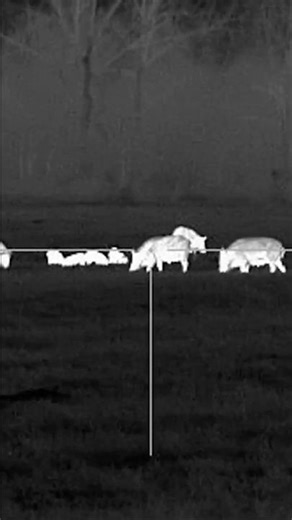 That's a LOT of Gun Shots🐗👀