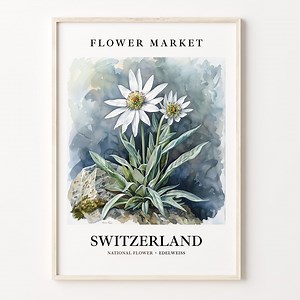 Edelweiss Art Print: 1960s Switzerland National Flower, Botanical Pastel - Etsy
