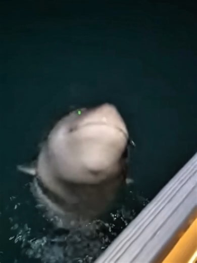 unknown mysterious creature found in the ocean 👽😱 #alien #ufo #caughtoncamera #sora