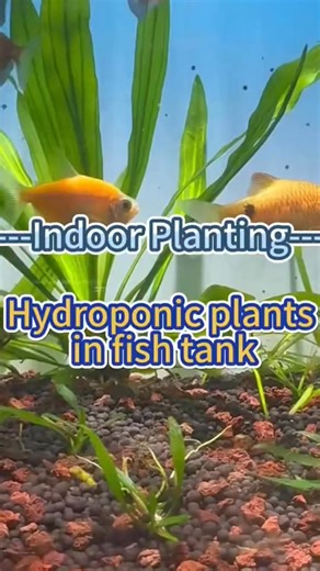 Hydroponic planting | Ramos Mark