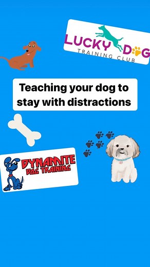 7.1K views · 21 reactions | Teaching your dog to stay with distractions #dogtraining #dogtrainingismypassion #dogsofinstagram #dogoftheday #puppiesofinstagram | Dynamite Dog Training | Facebook