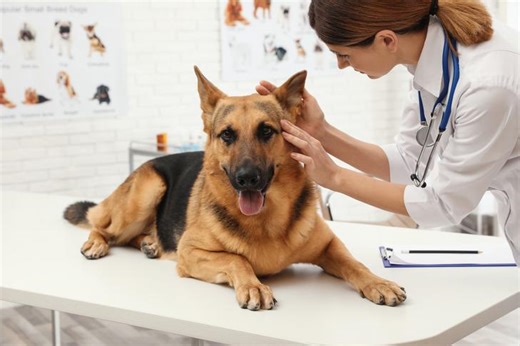 Thrush in Dogs: Signs, Symptoms, Treatments