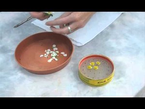 Strawberry breeding techniques - crossing