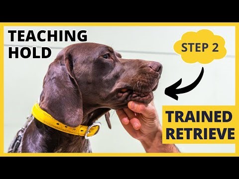 Formal Retrieving Work - Trained Retrieve - Step 2 - Teaching Hold