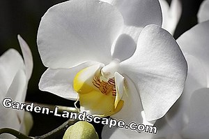 Garden Practice: Perennials And Ornamental Grasses As Winter Jewelry - My Beautiful Garden | 2025