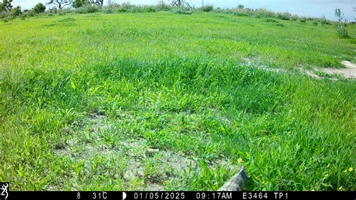 A monitor lizard videoed by a BioBoundary project camera trap at an African wild dog scent-marking site. We get very few reptile videos because the cameras' triggers detect heat and movement, and reptiles' body temperatures are close to the temperature of the background. | Peter Apps
